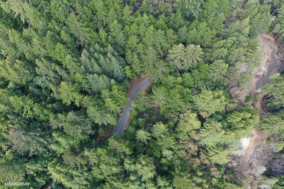Drone view of a redwood forest