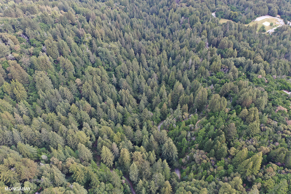 Overhead view of a redwood forest