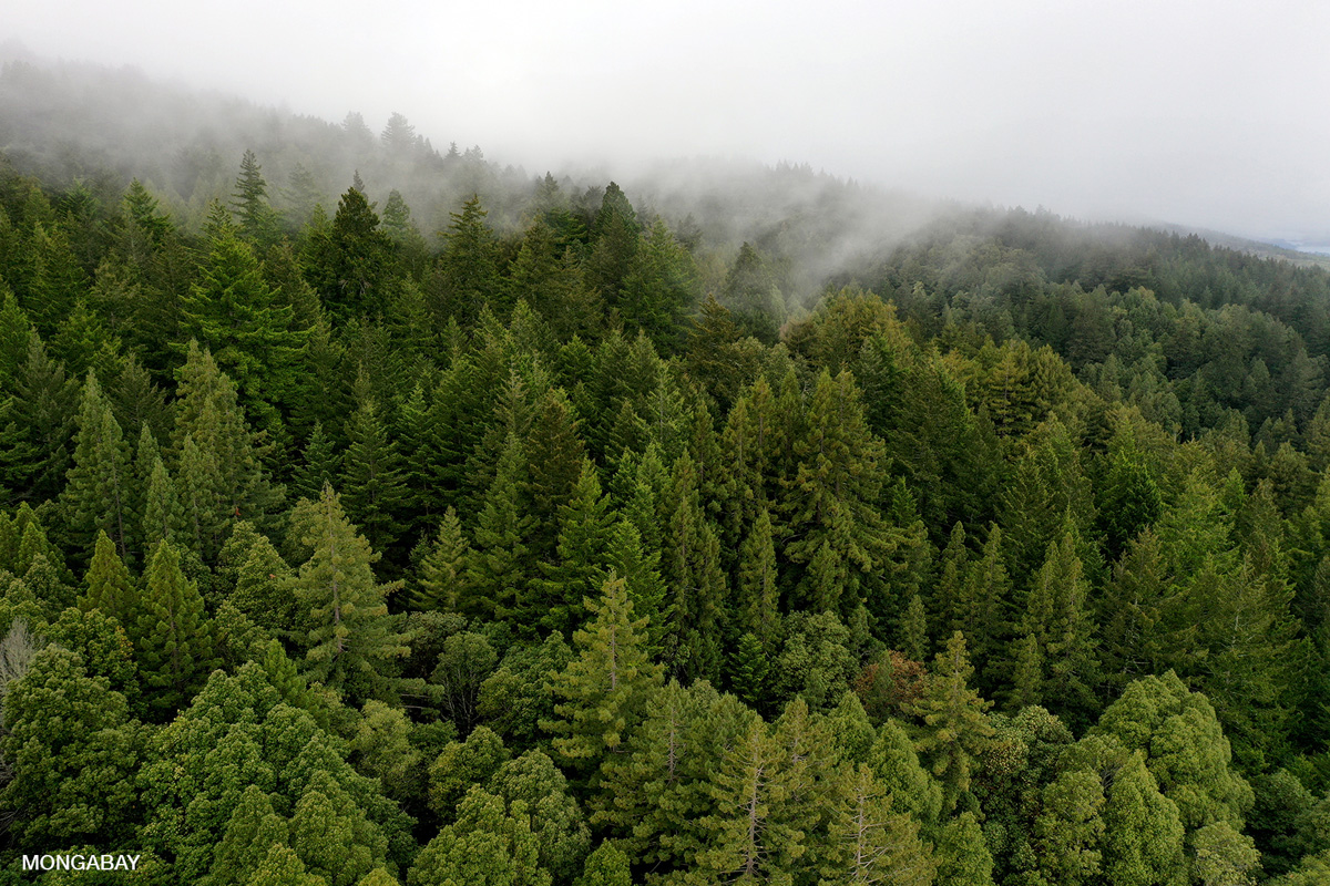 Aerial photo of a redwood forest