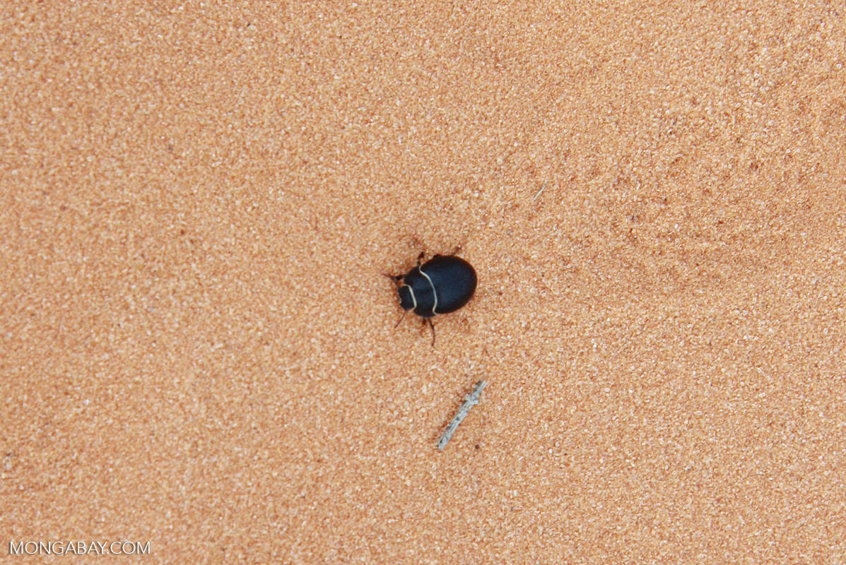 Beetle in Coral Pink Sand Dunes State Park