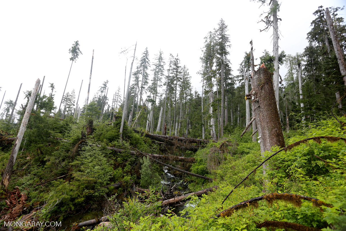 Dead rainforest in Washington [olympic_rainforest_0037]