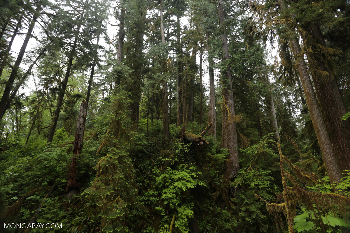 Temperate rain forest on Washington's Olympic Peninsula [olympic ...