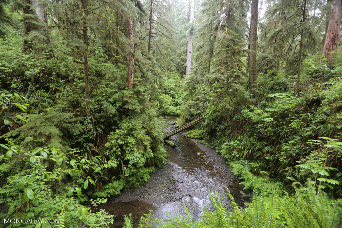Temperate rain forest on Washington's Olympic Peninsula [olympic ...