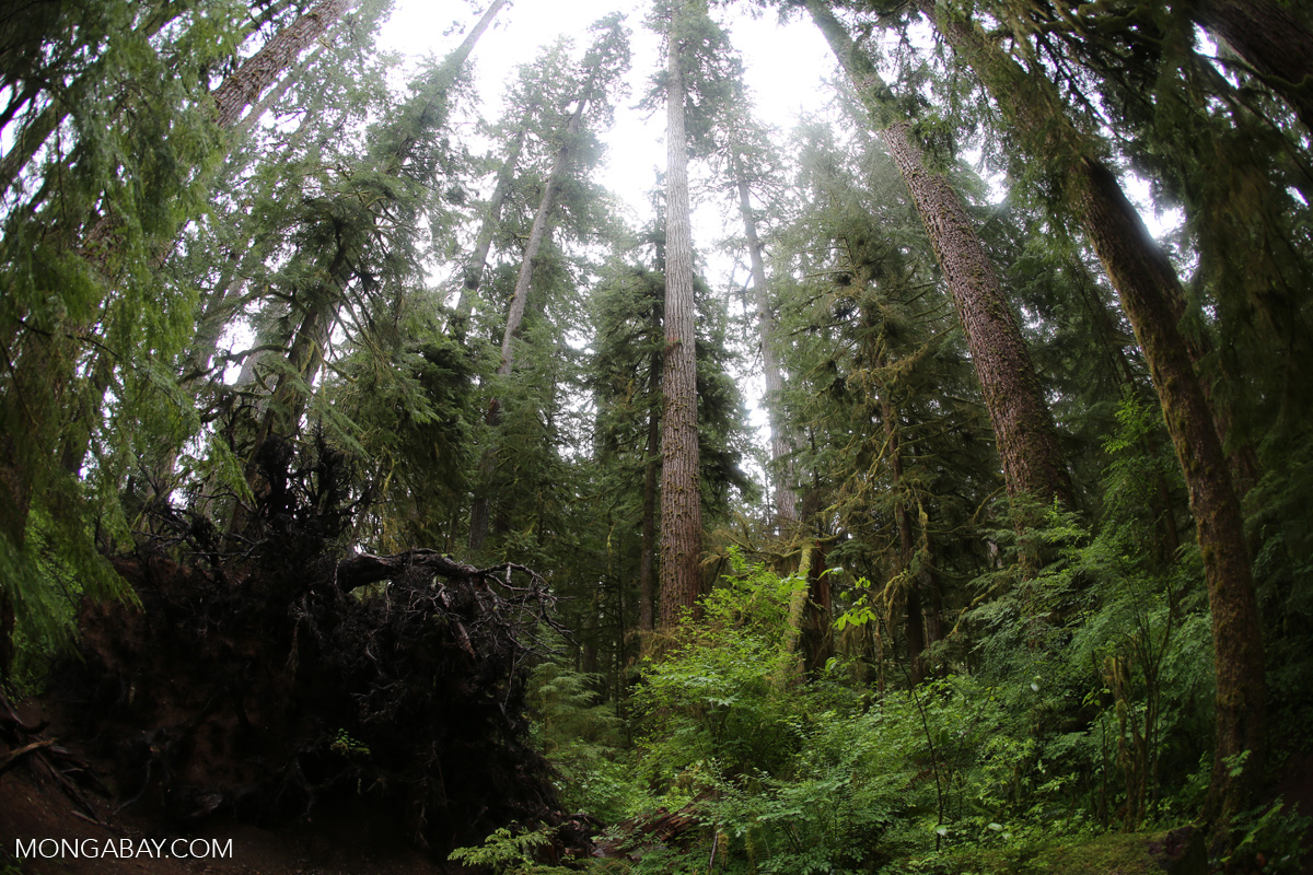 Temperate rainforest on Washington's Olympic Peninsula [olympic ...