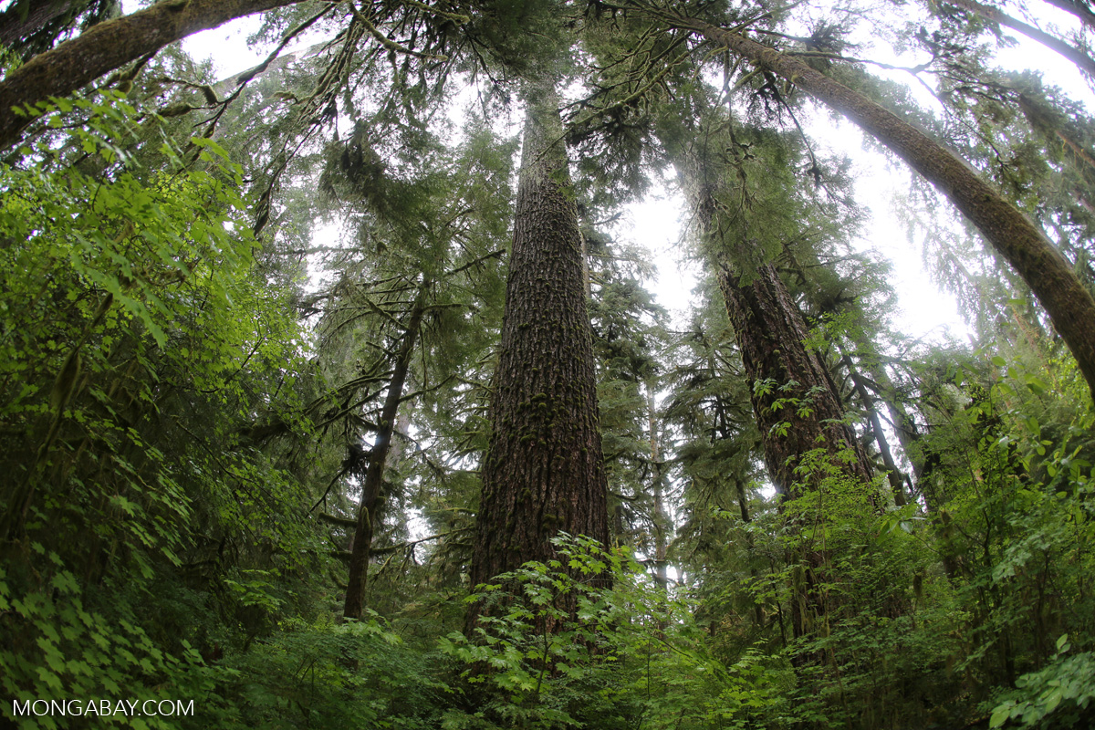 Temperate rain forest on Washington's Olympic Peninsula [olympic ...
