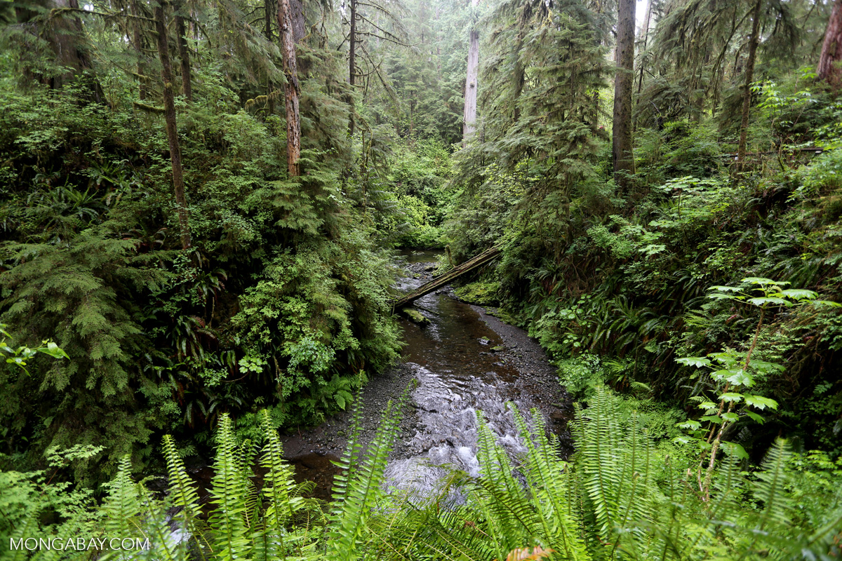 Rainforest creek