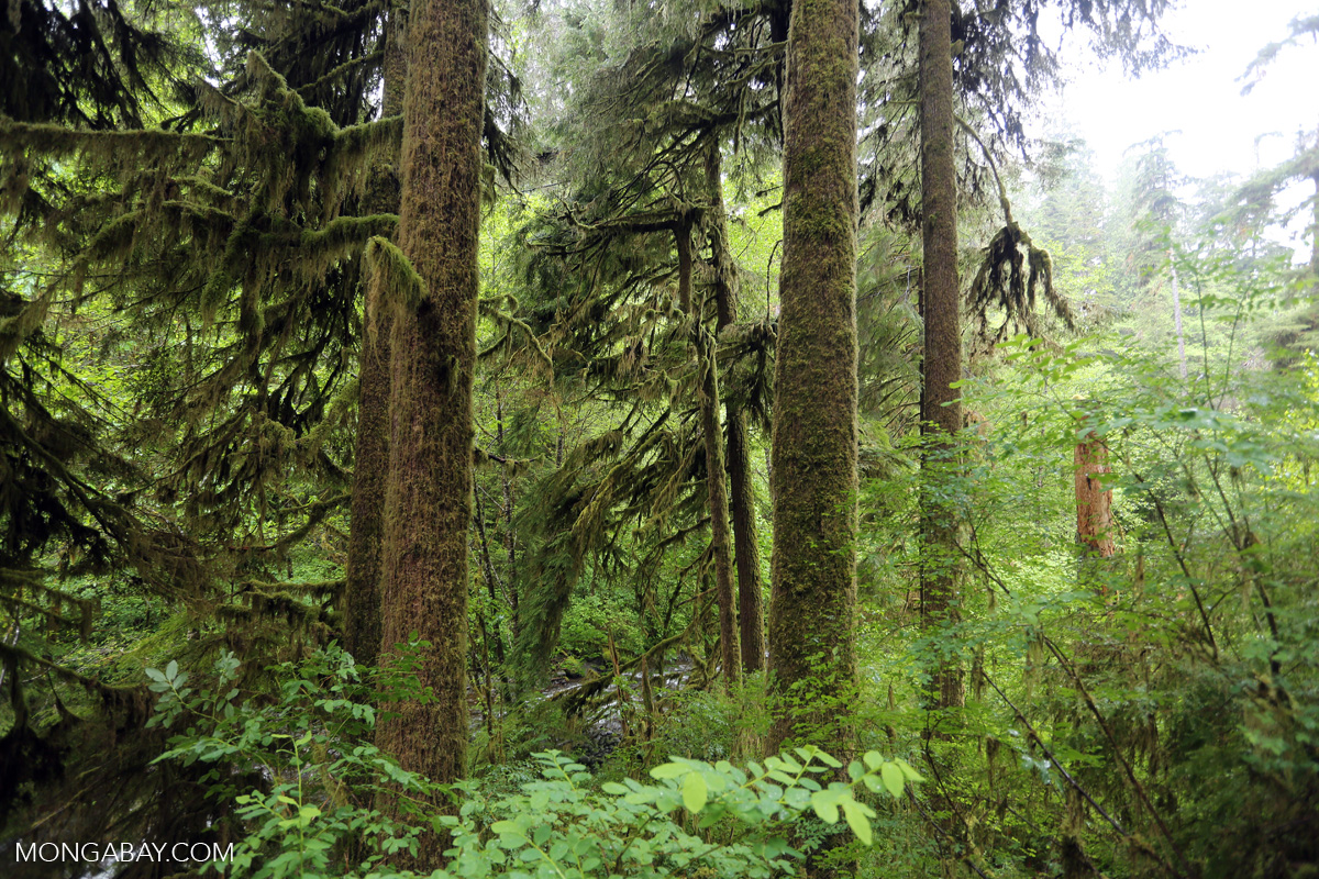 Rainforest Olympic Peninsula Washington