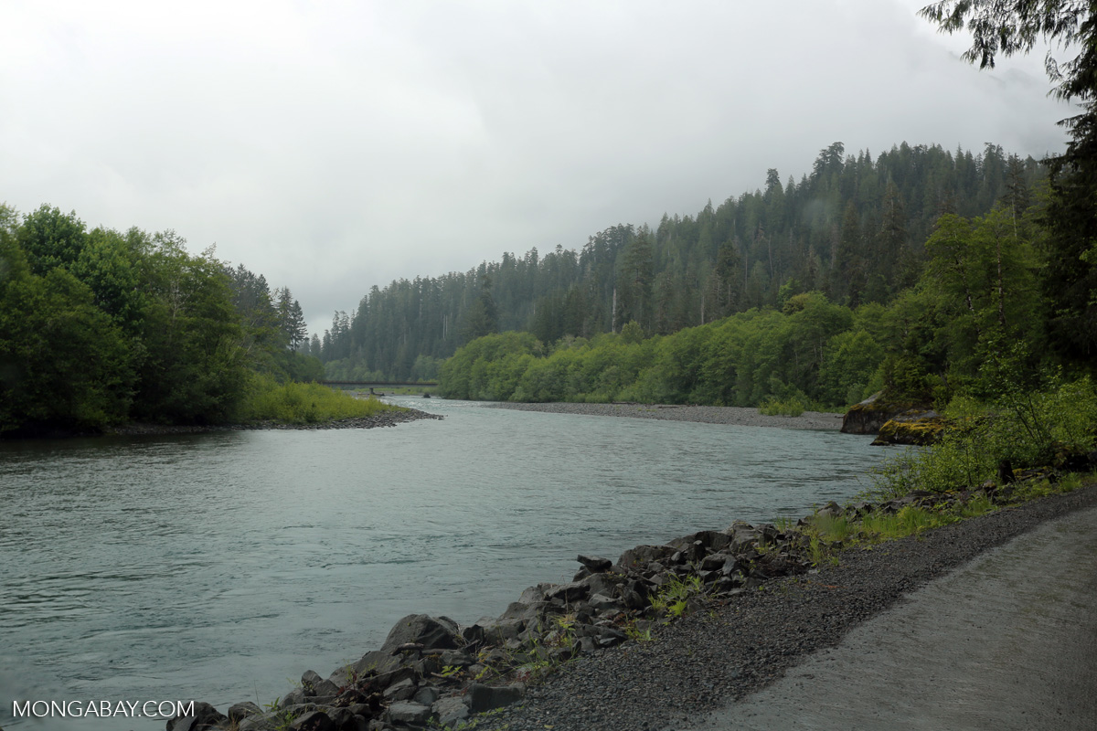 Temperate rain forest on Washington's Olympic Peninsula [olympic ...