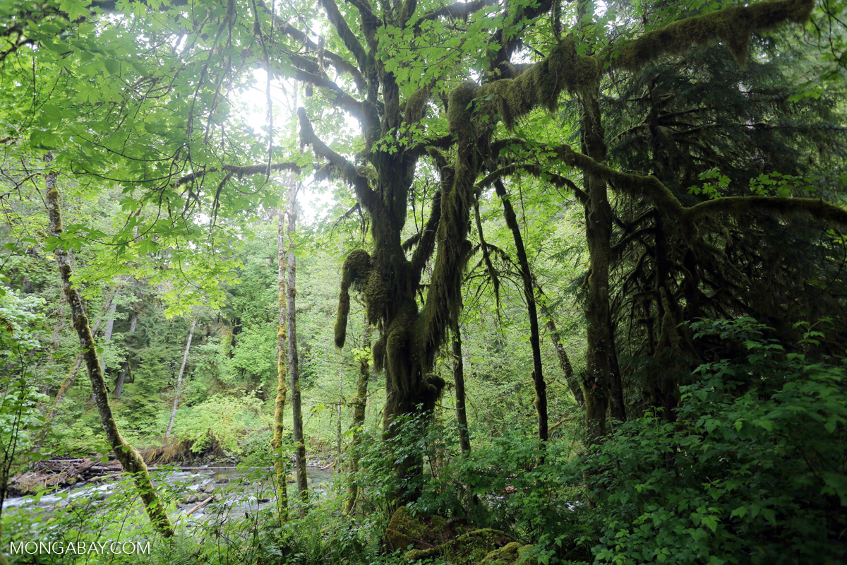 Rainforest Olympic Peninsula Washington