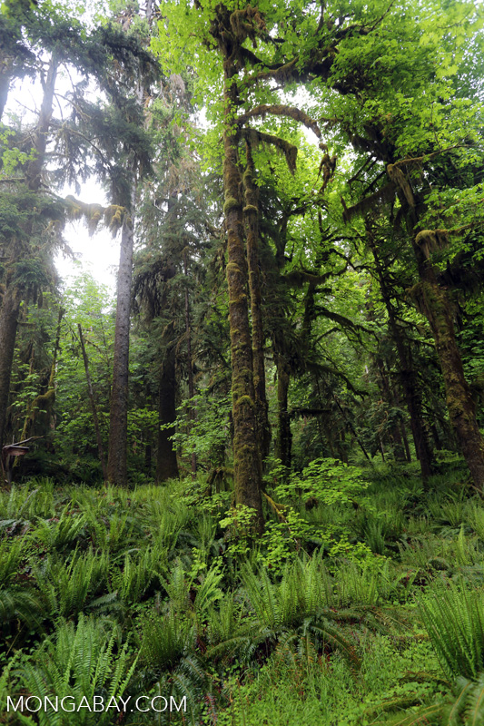 Temperate rainforest on Washington's Olympic Peninsula [olympic ...