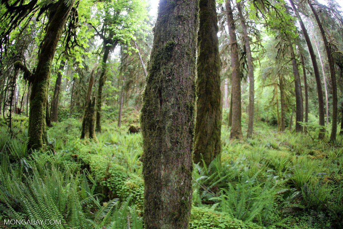 Temperate rain forest in the Pacific Northwest [olympic_rainforest_0213]