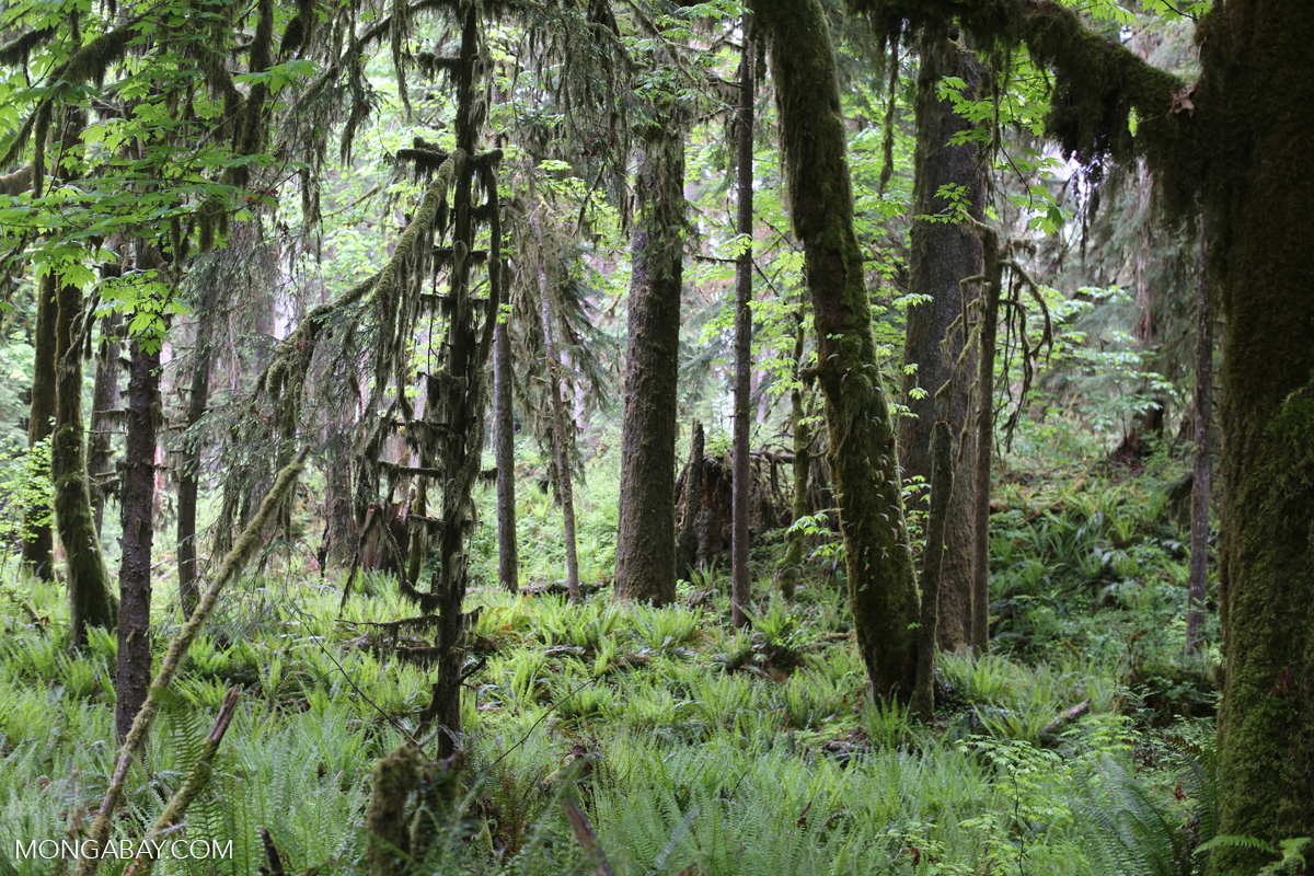 Temperate rain forest in the Pacific Northwest [olympic_rainforest_0216]