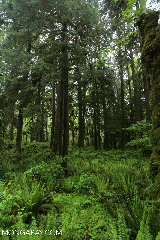 Temperate rain forest in the Pacific Northwest [olympic_rainforest_0225]
