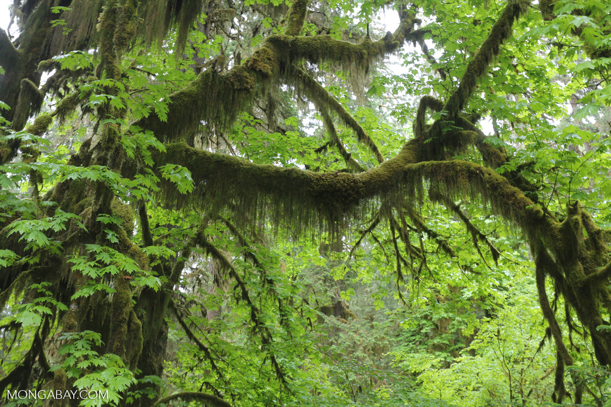 Temperate rain forest in the Pacific Northwest [olympic_rainforest_0250]