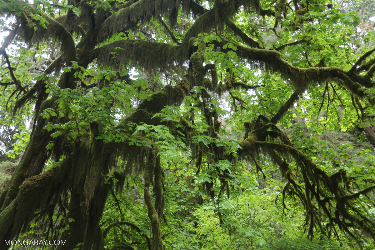 Temperate rain forest in the Pacific Northwest [olympic_rainforest_0255]