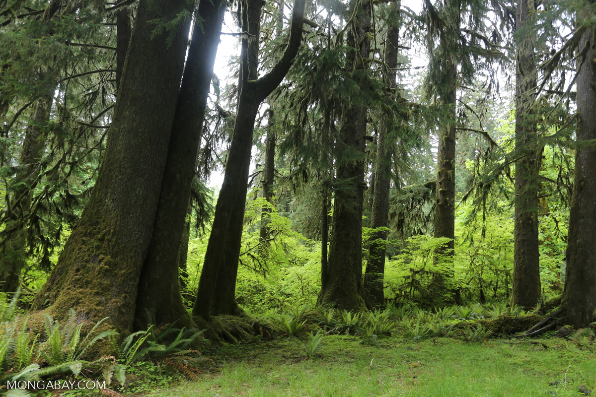 Temperate rain forest in the Pacific Northwest [olympic_rainforest_0258]