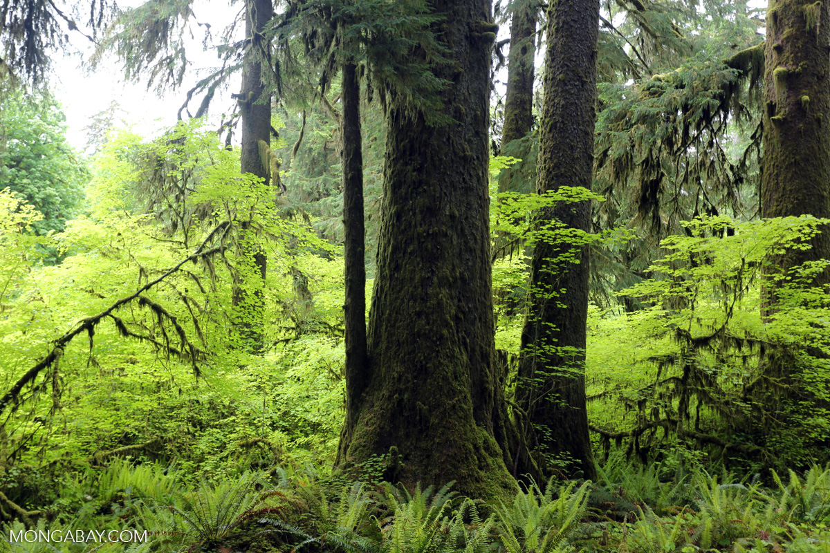 Temperate rain forest in the Pacific Northwest [olympic_rainforest_0266]