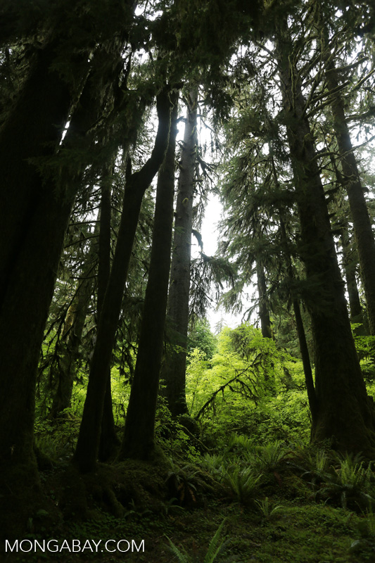 Temperate rain forest in the Pacific Northwest [olympic_rainforest_0270]