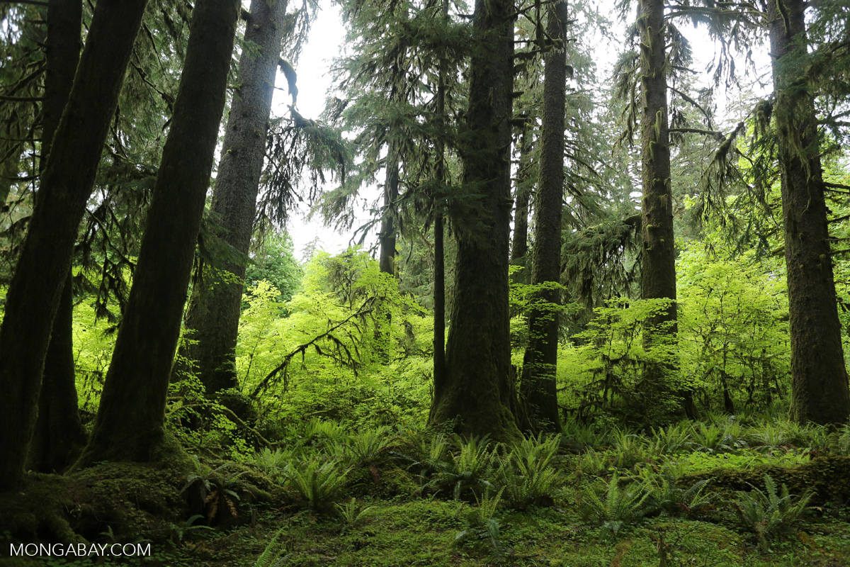 Temperate rain forest in the Pacific Northwest [olympic_rainforest_0275]