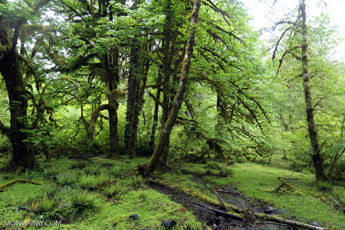 Temperate rain forest in the Pacific Northwest [olympic_rainforest_0289]