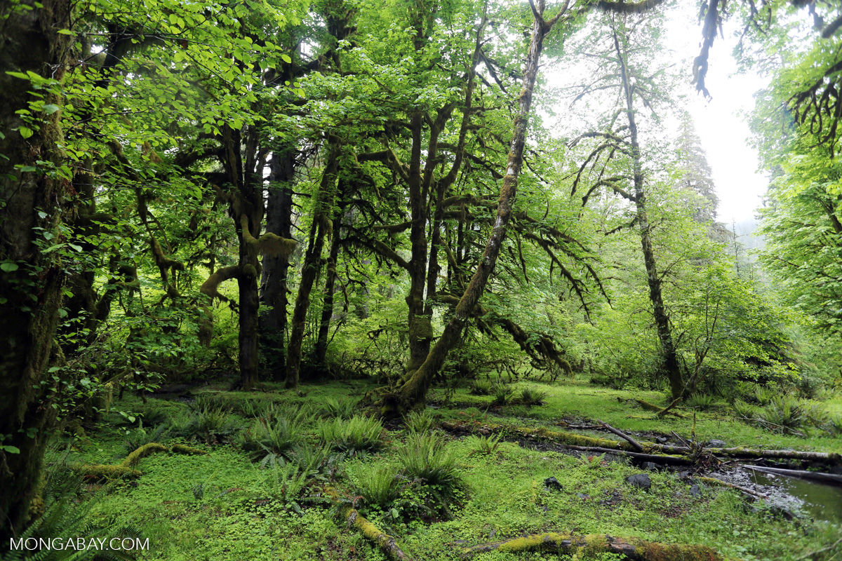 Temperate rain forest in the Pacific Northwest [olympic_rainforest_0291]