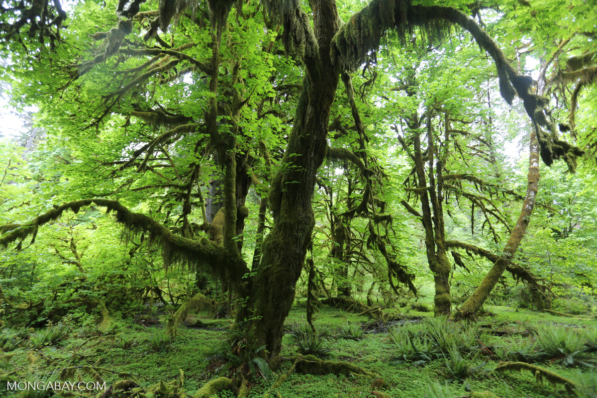 Temperate rain forest in the Pacific Northwest [olympic_rainforest_0292]