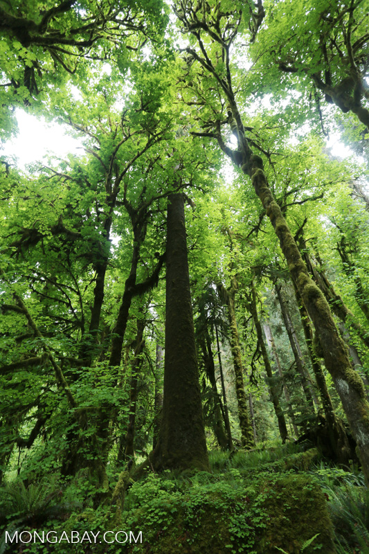 Temperate rain forest in the Pacific Northwest [olympic_rainforest_0317]