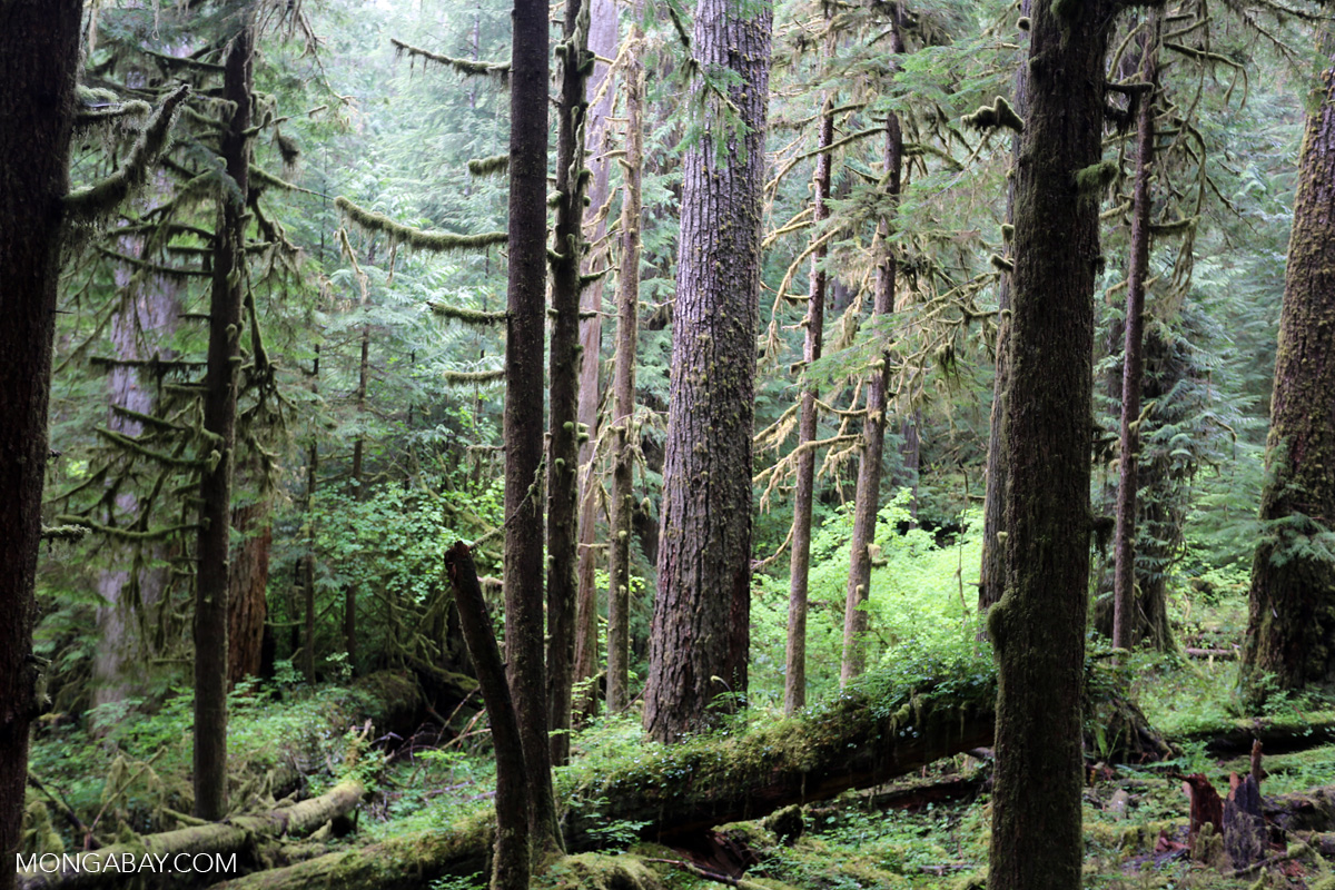 Temperate rain forest in the Pacific Northwest [olympic_rainforest_0352]