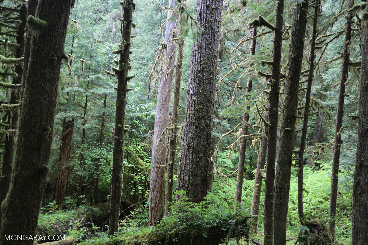 Temperate rain forest in the Pacific Northwest [olympic_rainforest_0355]