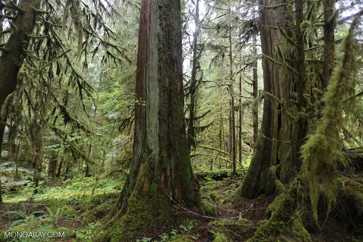 Temperate rain forest in the Pacific Northwest [olympic_rainforest_0356]