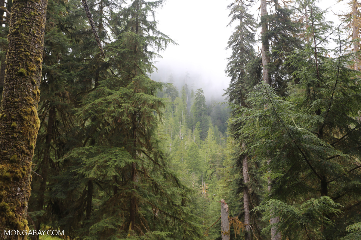 Temperate rain forest in the Pacific Northwest [olympic_rainforest_0365]