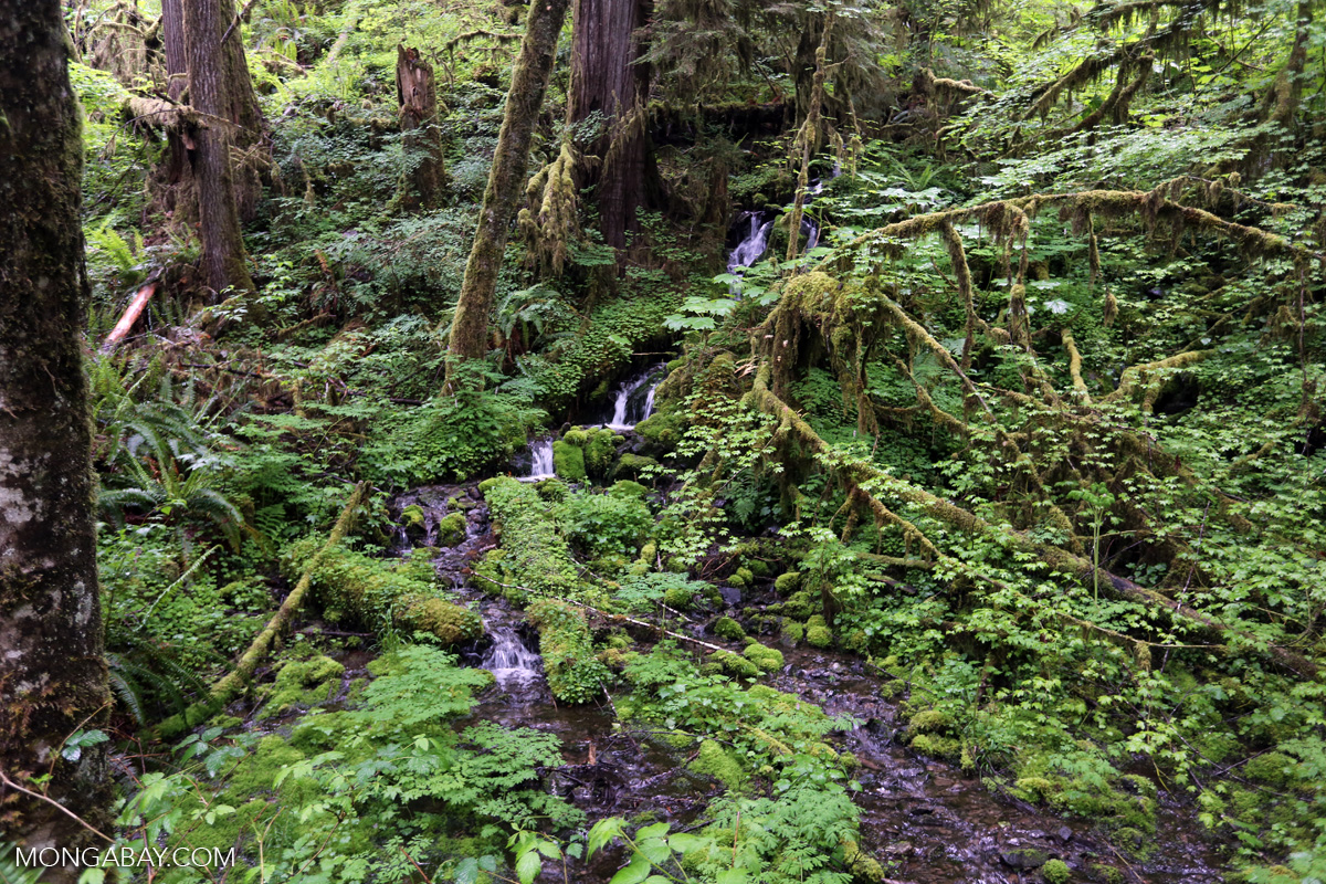 Babbling brook in the temperate rainforest of the Pacific northwest ...