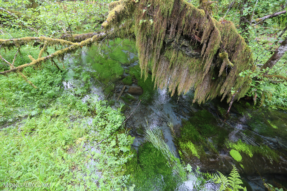 Algae and aquatic plants in a clearwater stream [olympic_rainforest_0615]
