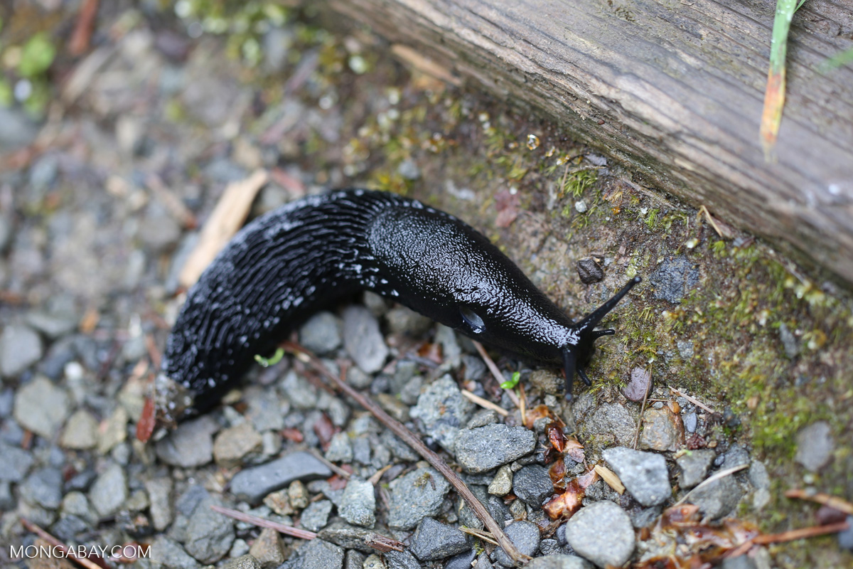 Back slug [olympic_rainforest_0665]