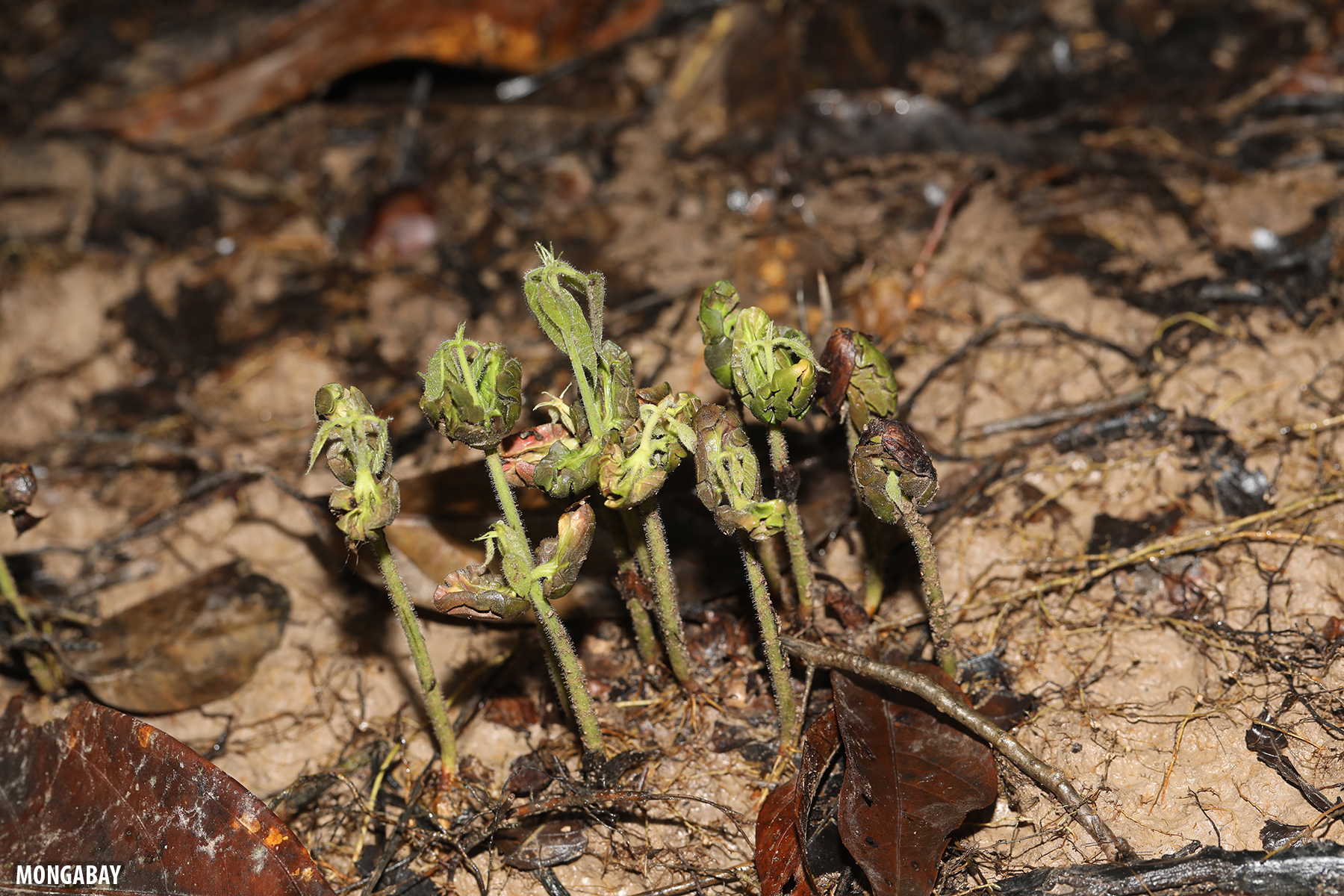 Rainforest seedlings