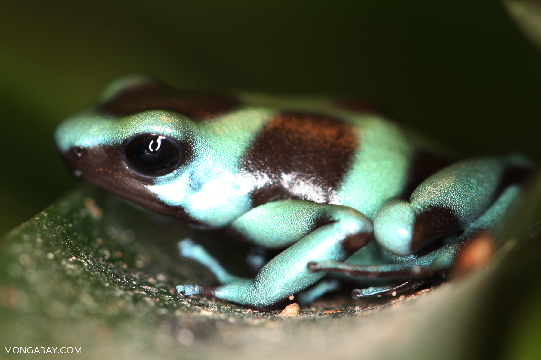 Herp 1374
