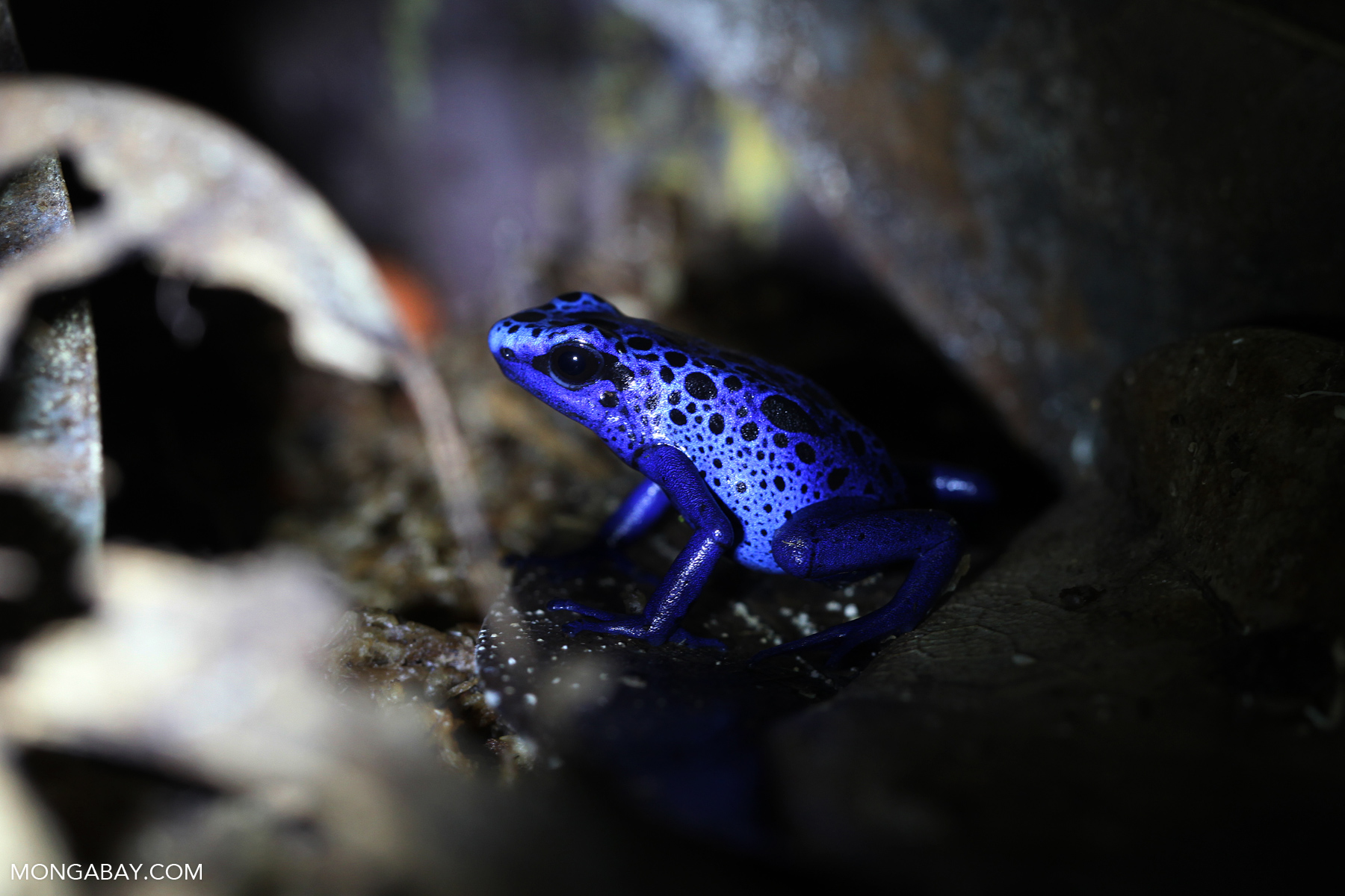 Herp 1446