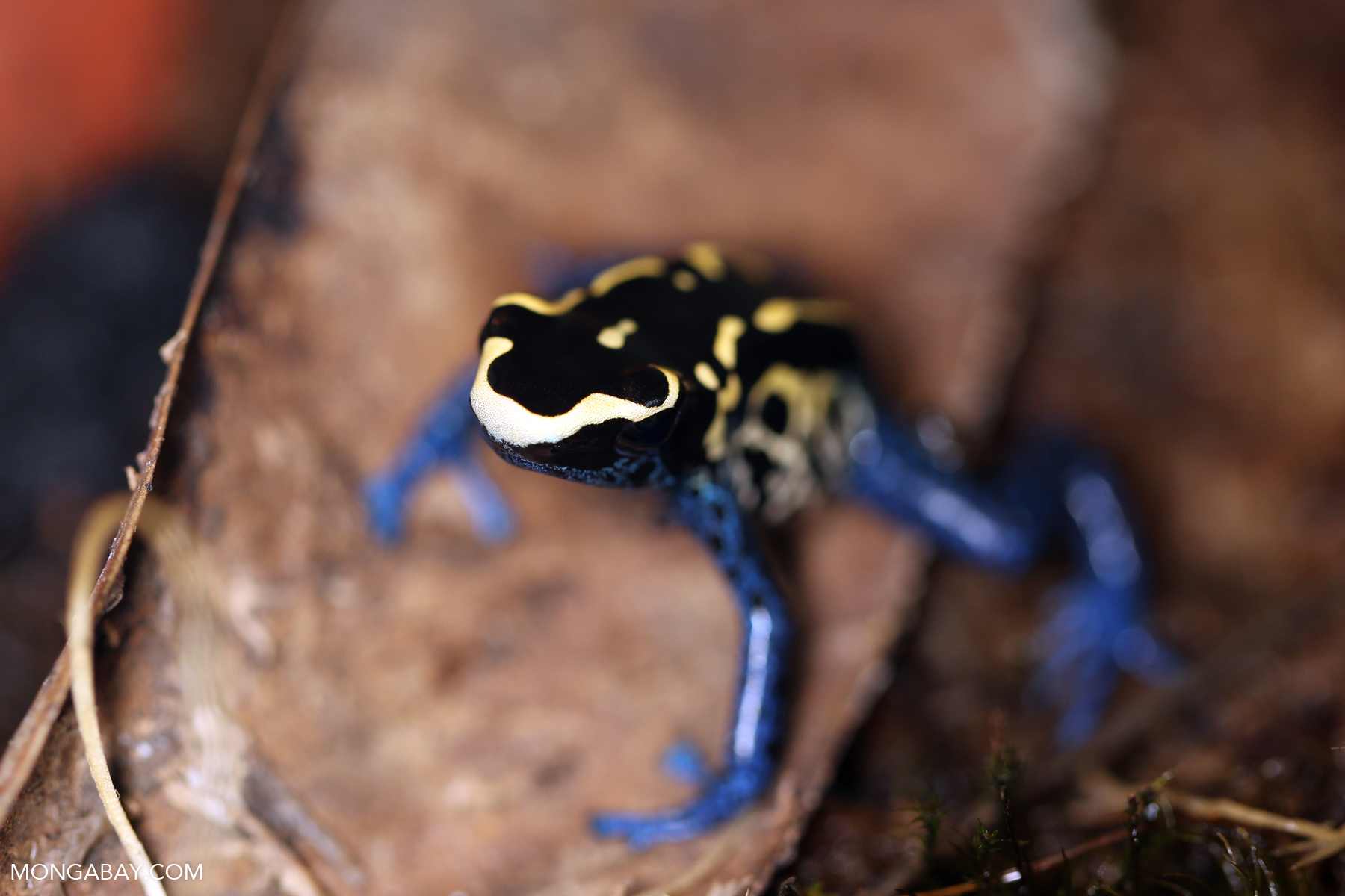 Dendrobates tinctorius dart frog from Suriname