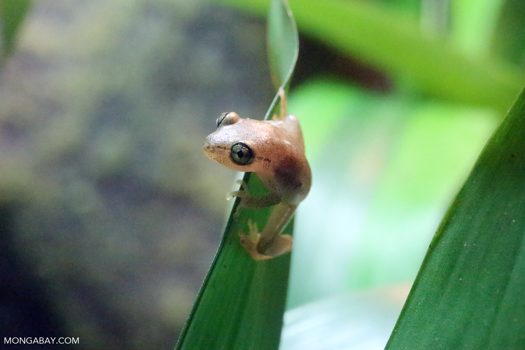 Blue Back Reed Frog (Heterixalus madagascariensis)