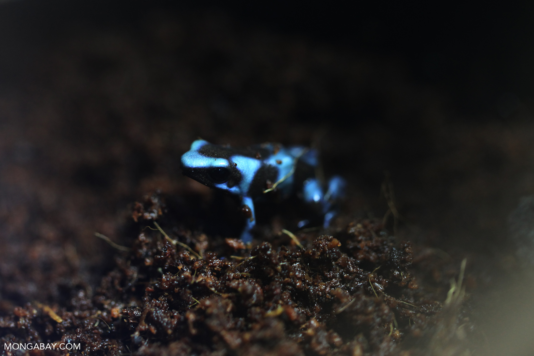 Blue morph of the green-and-black arrow poison frog