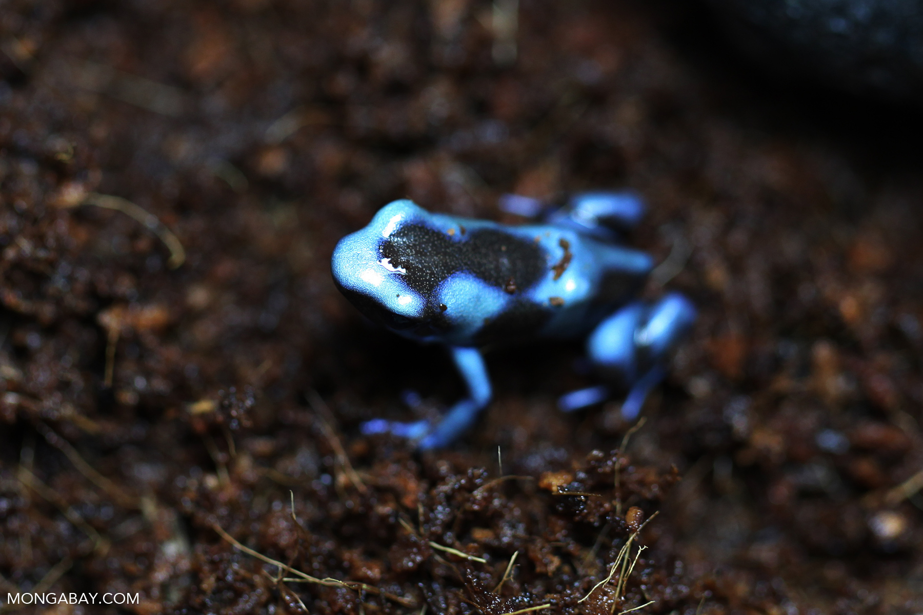 Blue morph of Dendrobates auratus