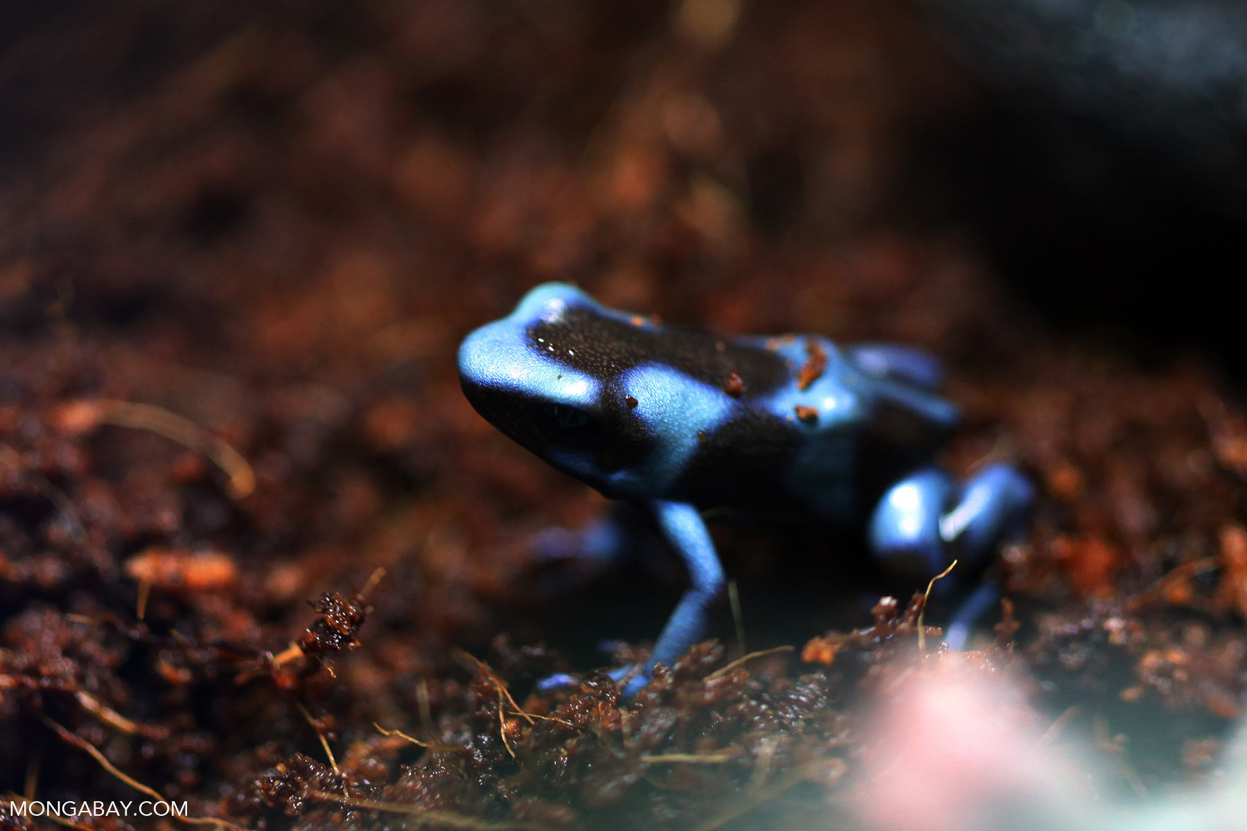 Blueberry green-and-black dart poison frog