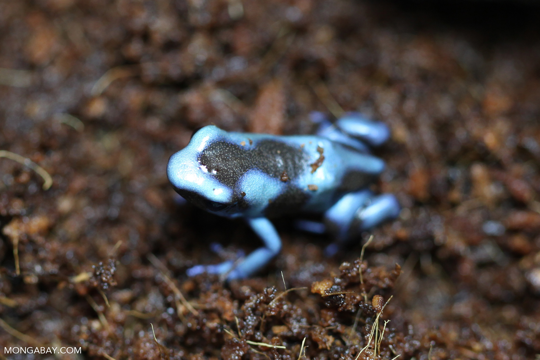 Blue morph of the green-and-black poison dart frog