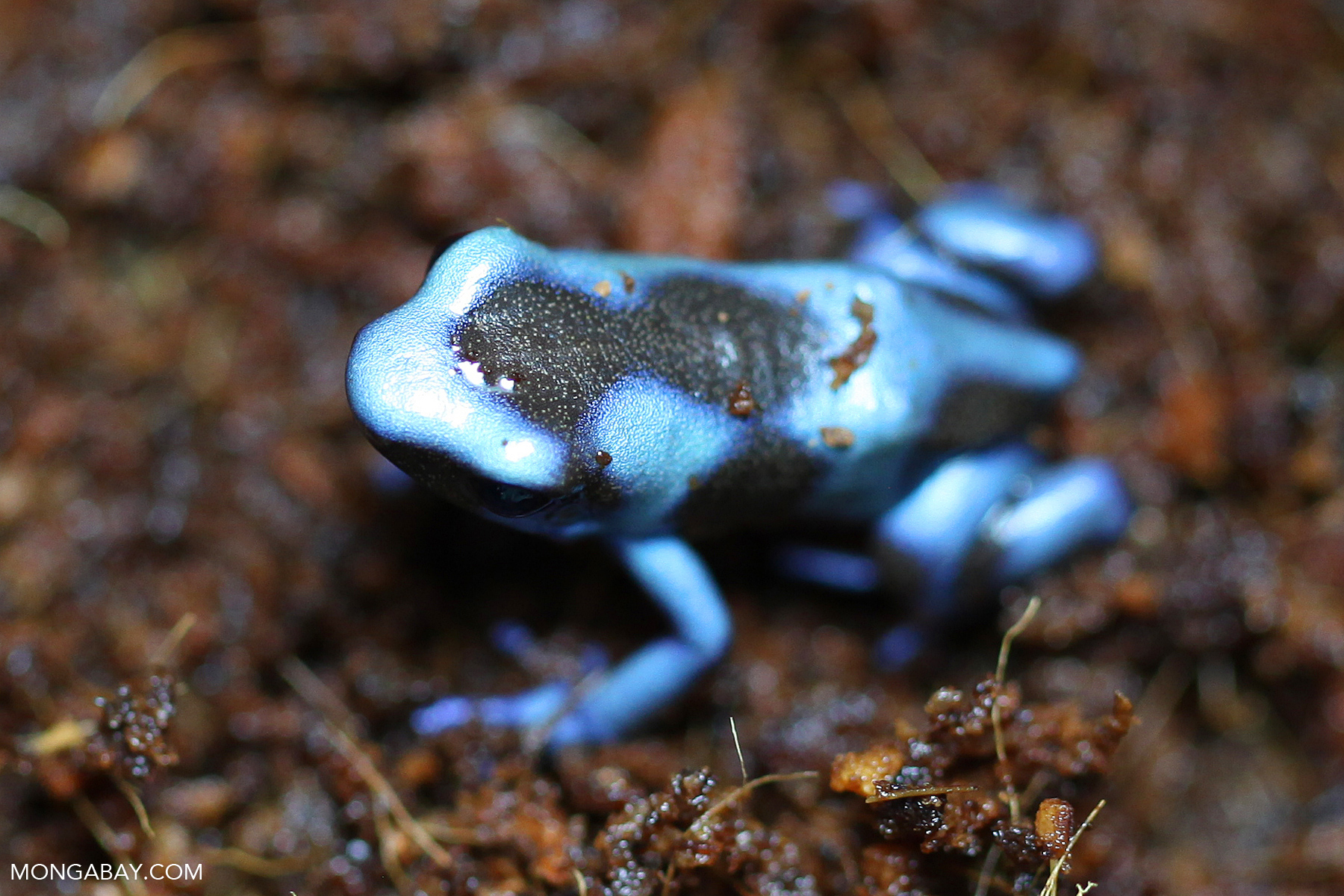 Blue morph of the green-and-black dart poison frog