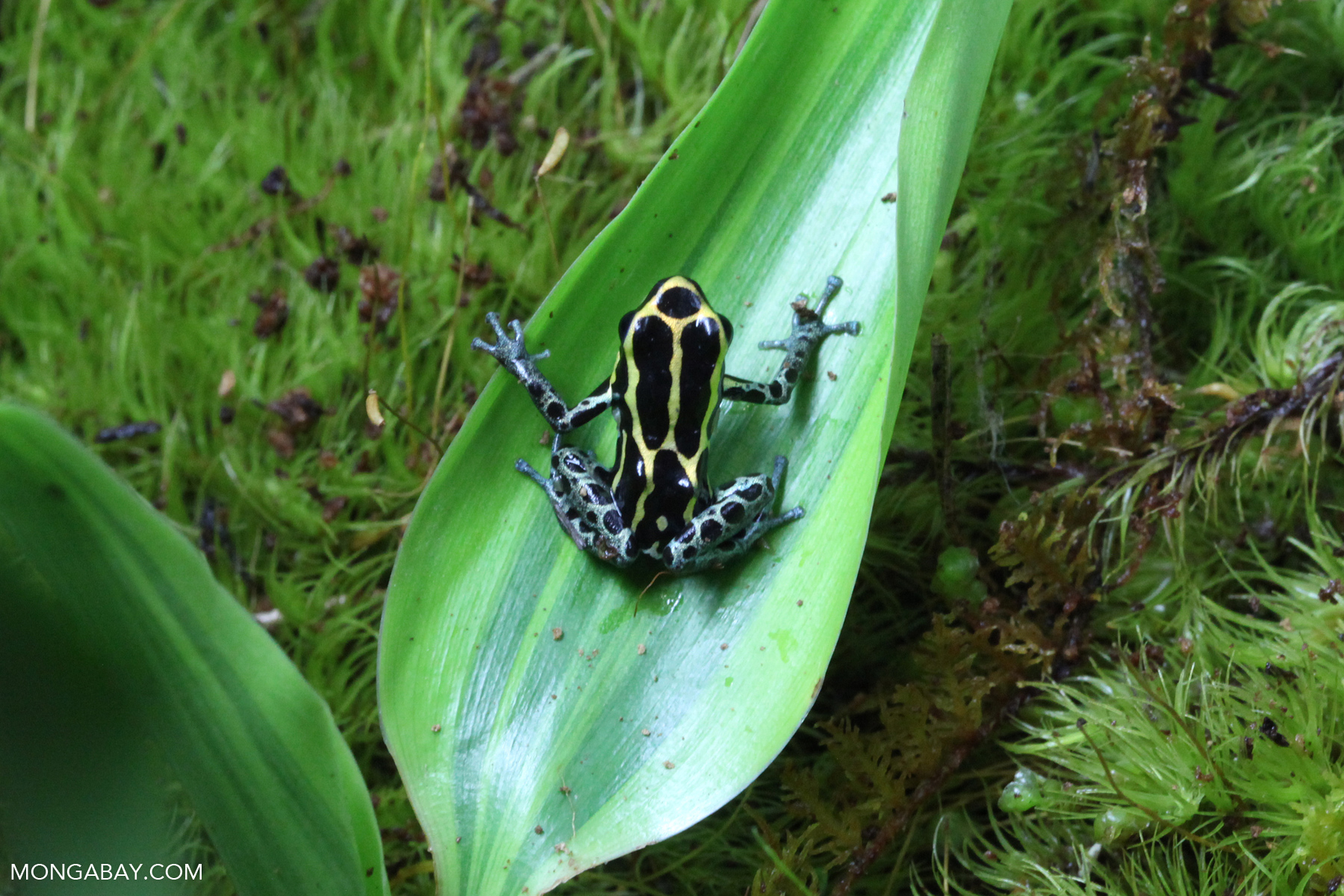 Dendrobates ventrimaculatus thumbnail frog