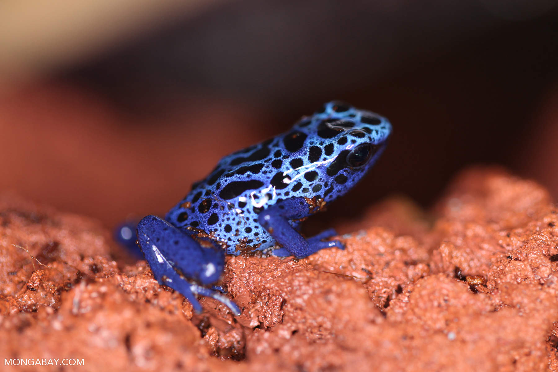 Dendrobates tinctorius 'azureus' poison dart frog