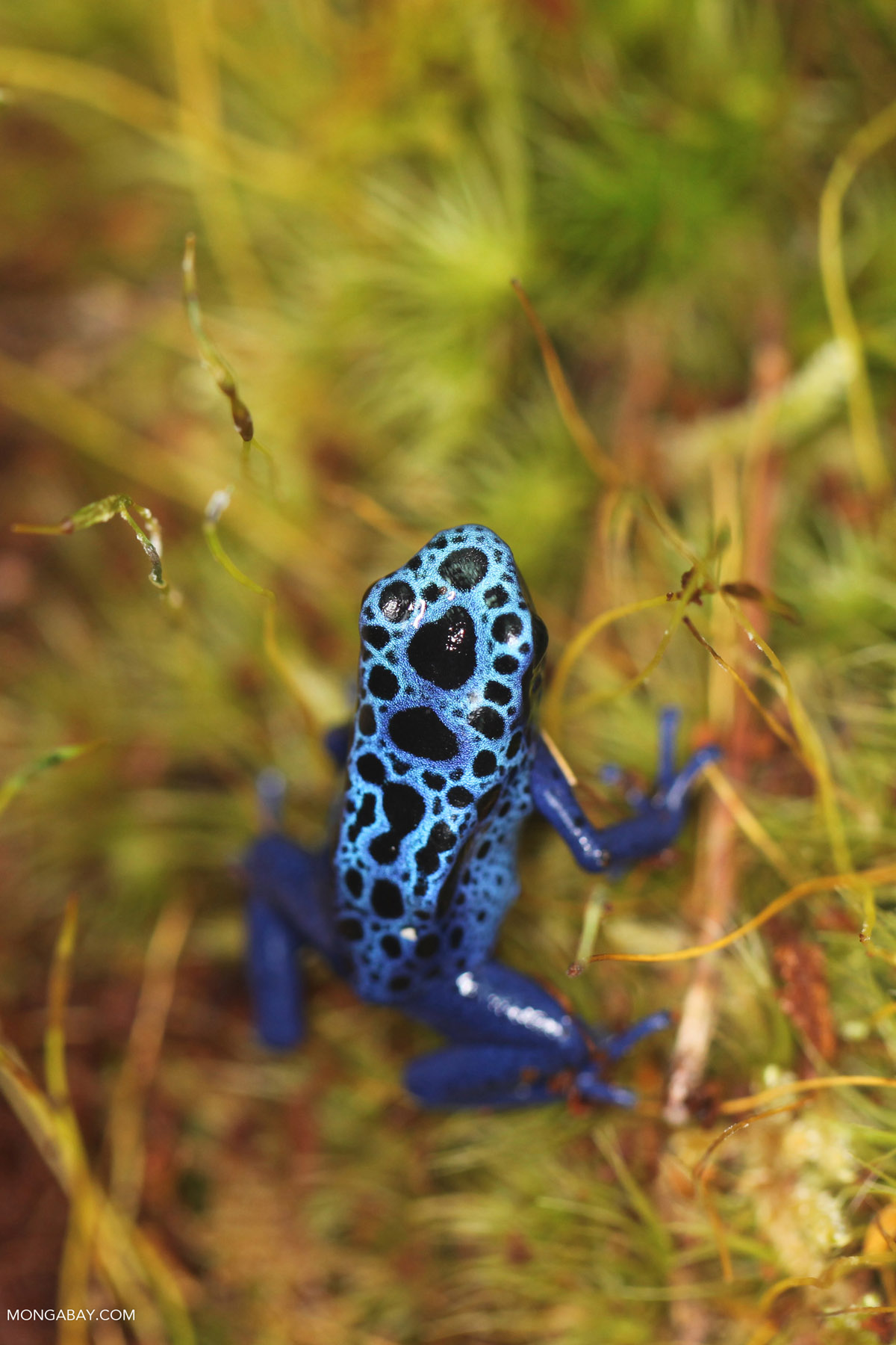 Dendrobates tinctorius 'azureus' poison frog