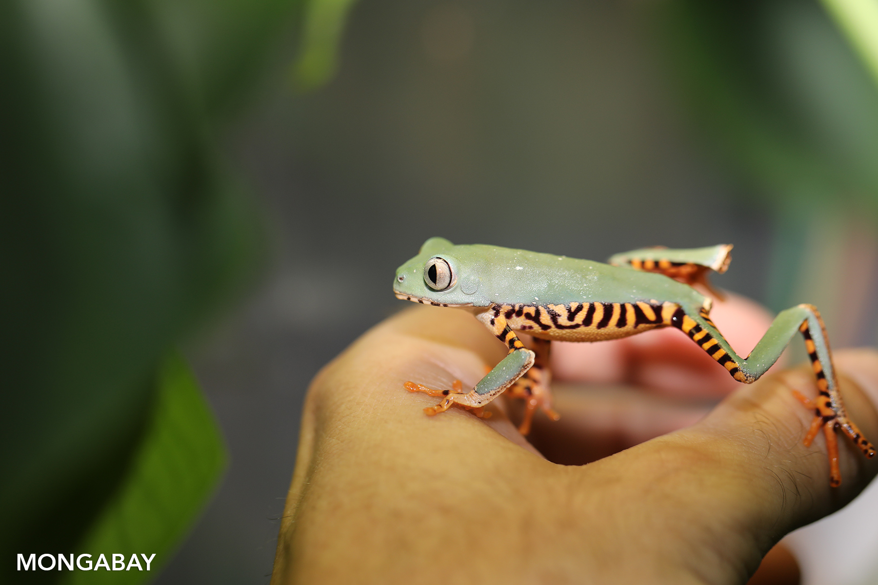 Super Tiger Leg Monkey Tree Frog (Phyllomedusa tomopterna)