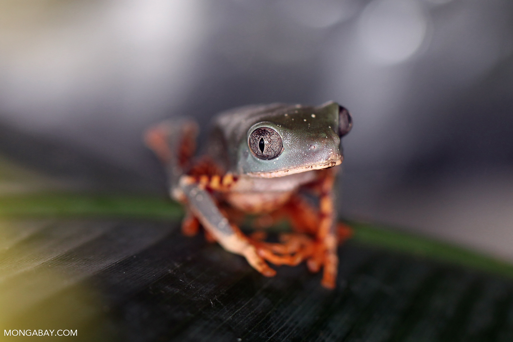 Super Tiger Leg Monkey Tree Frog (Phyllomedusa tomopterna)