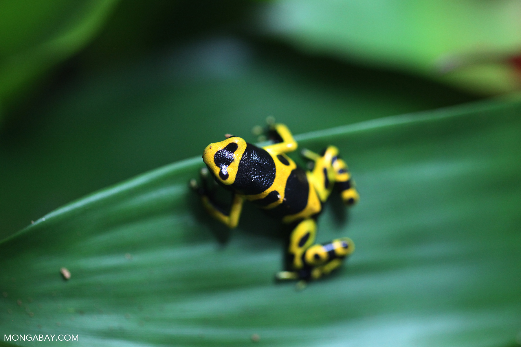 Yellow headed poison dart frog (Dendrobates leucomelas)